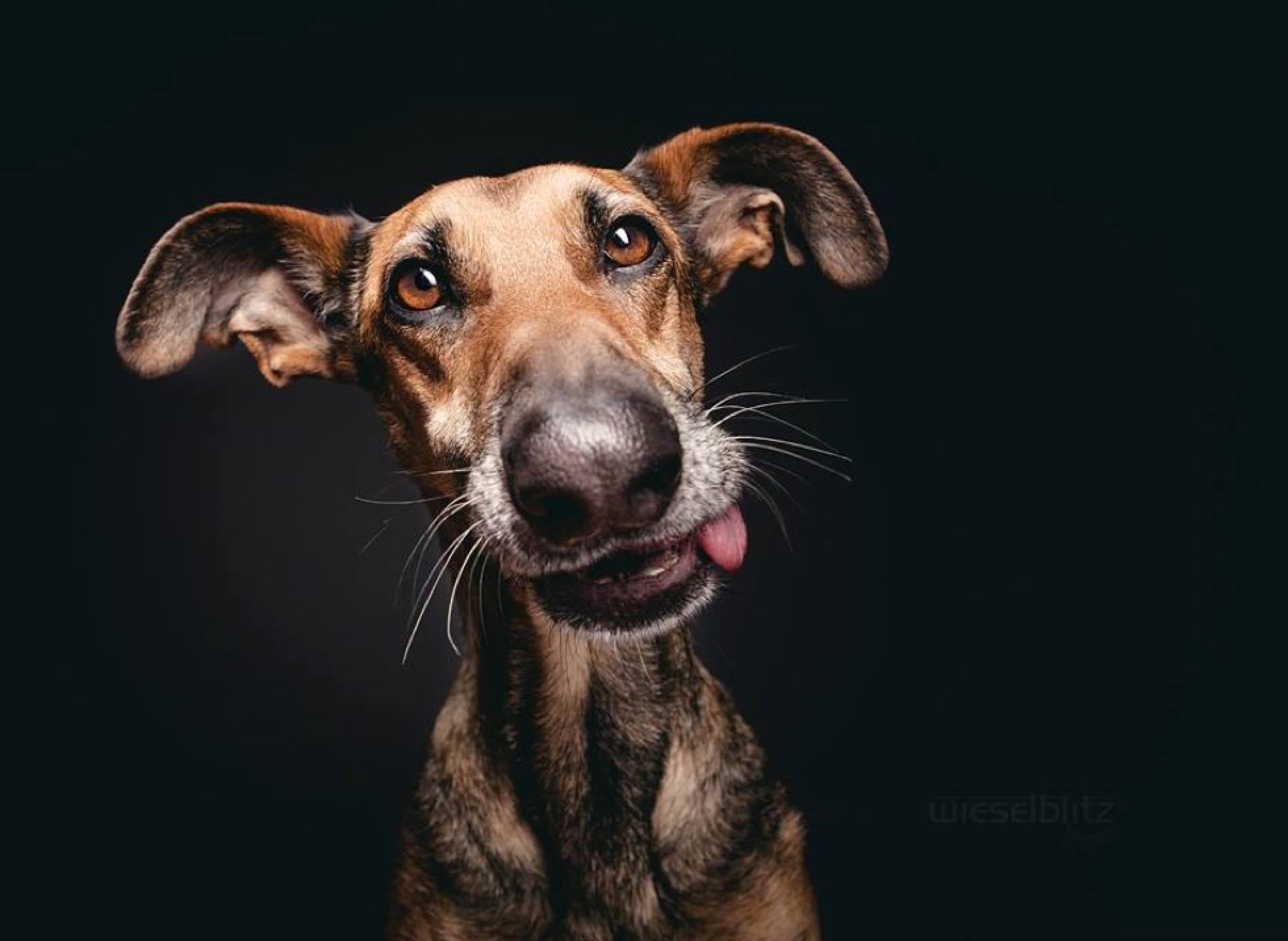 Fotografías con Caras de Perros Super Graciosos | Jumabu
